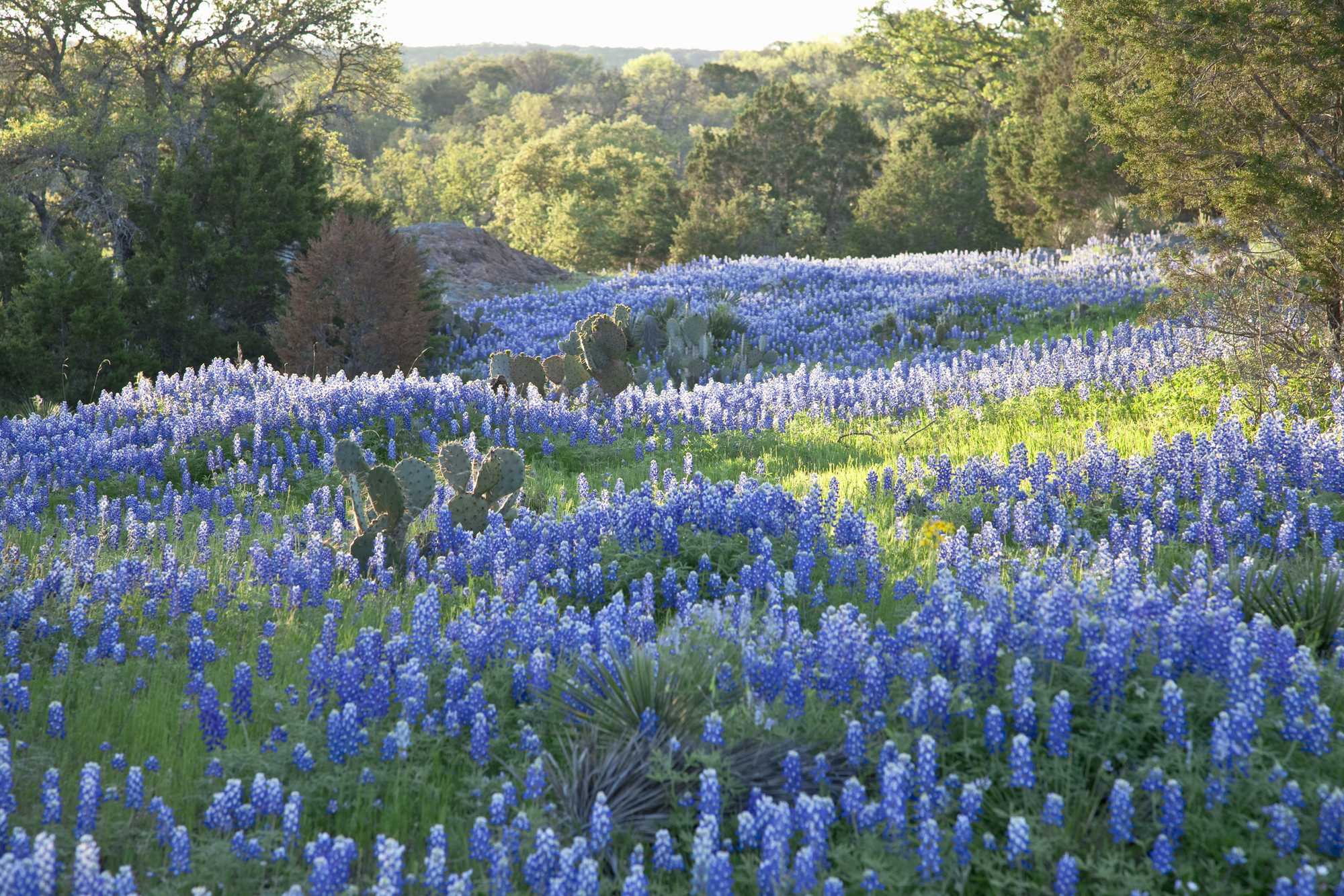 Where to see the best flower fields in the US right now