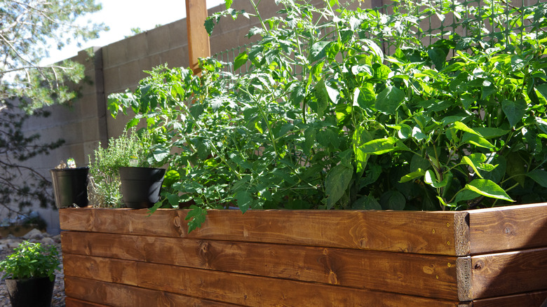 15 hearty plants perfect for raised planter boxes