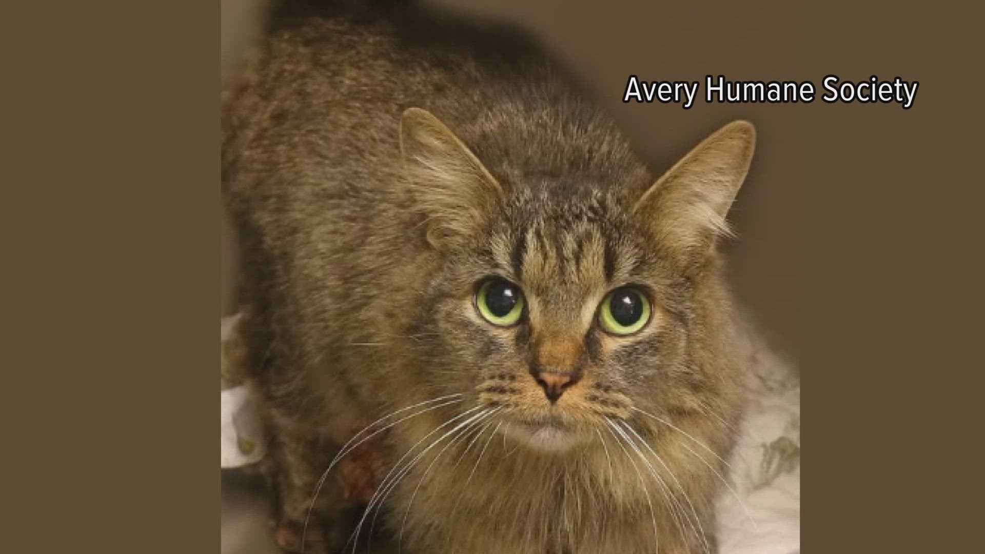Cat reunited with family over a year after Hurricane Helene