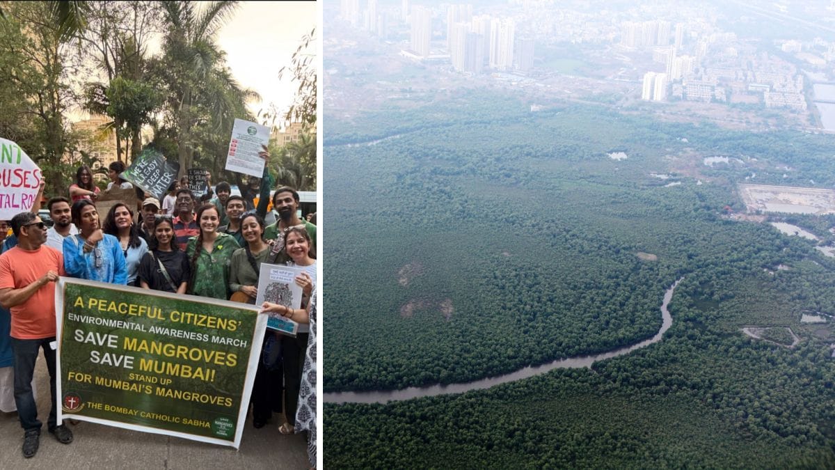 45,000 mangroves at stake: Actors, activists rally as courts clear ...