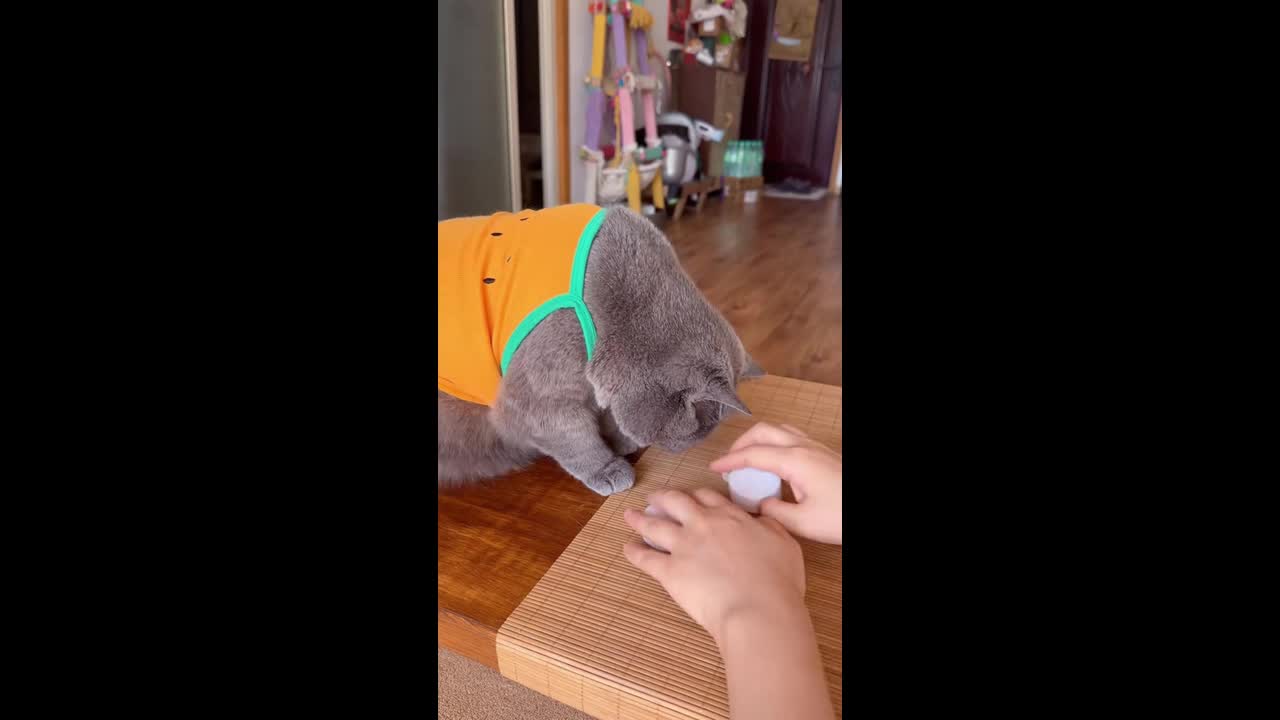 Cat correctly finds hidden treats despite distractions in Beijing, China
