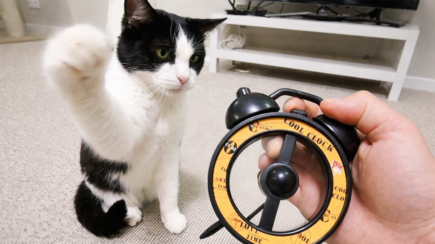 Kat vertrouwt wekker niet meer