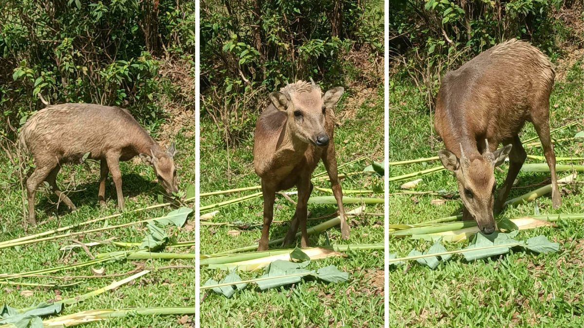 Rare Philippine deer sighted again in Marinduque