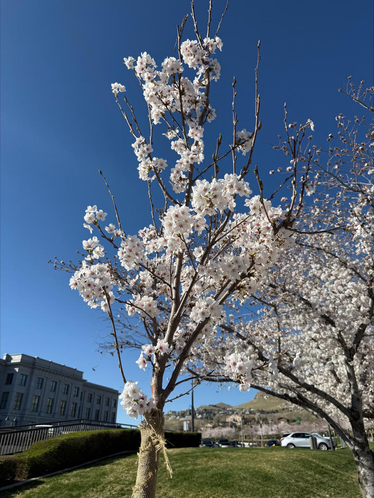 Yoshino cherry trees blossom at Utah State Capitol, a symbol of spring