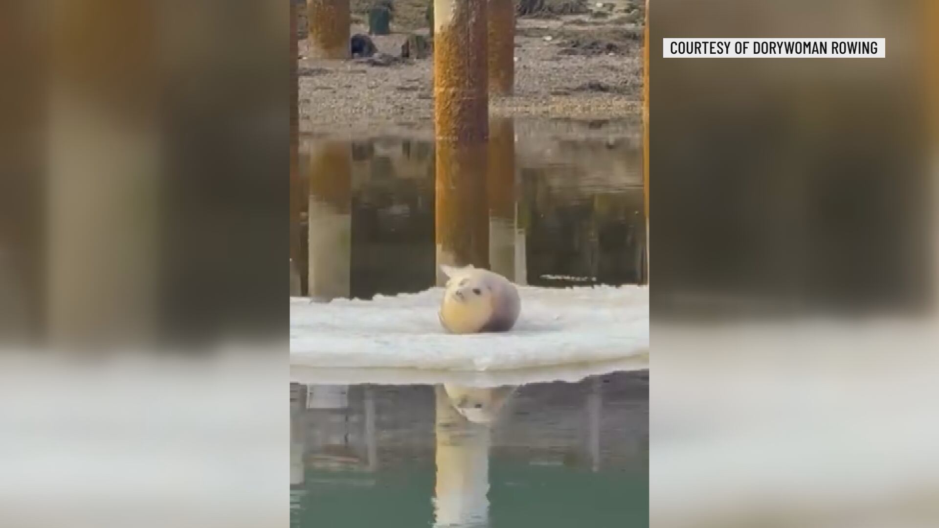 Harp seal spotted ‘living its best life’ on ice floe in Belfast waters ...