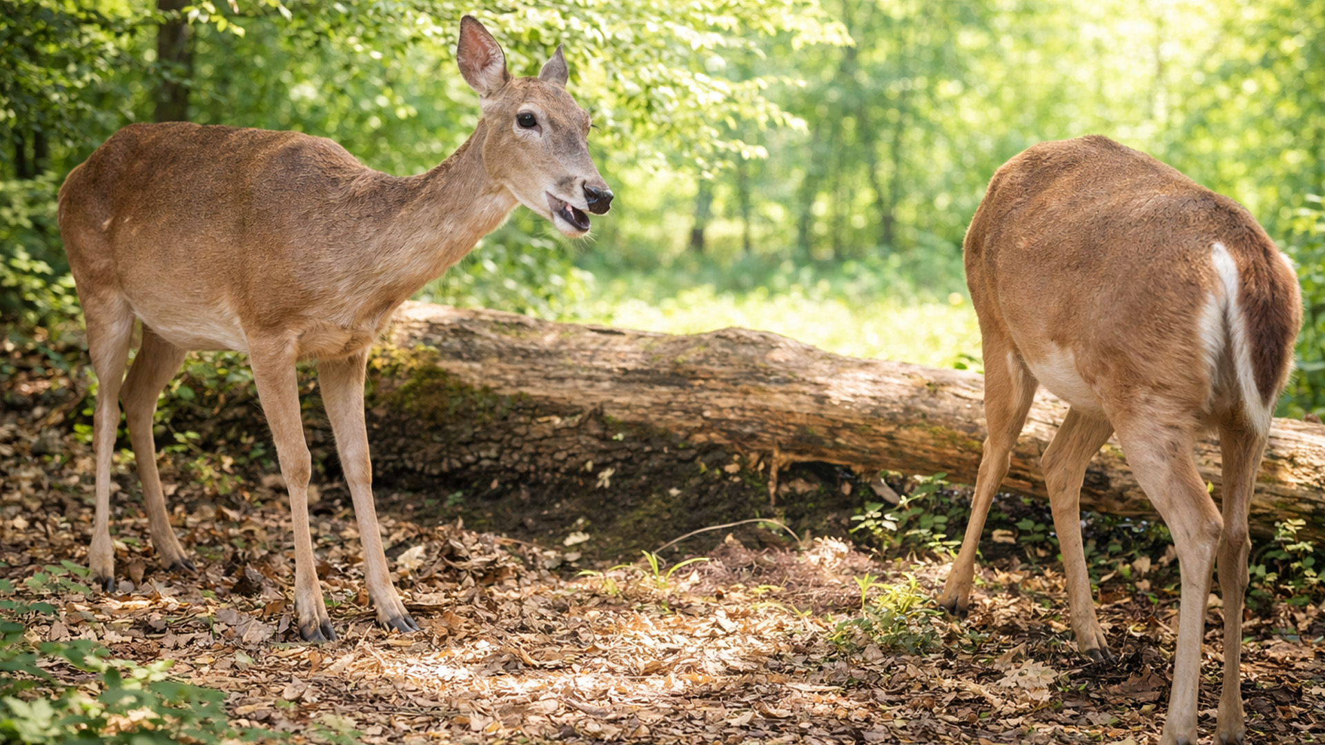 Hidden camera captures two deer interacting in the forest