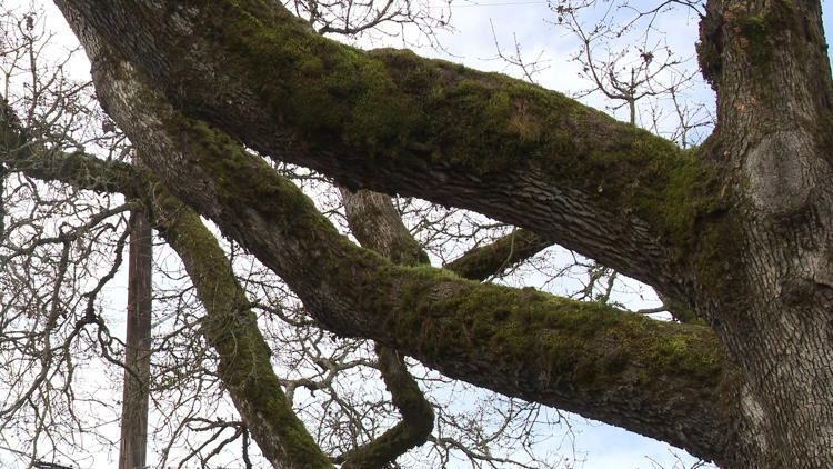 Salem preparing to remove city’s oldest known street-side tree due to ...