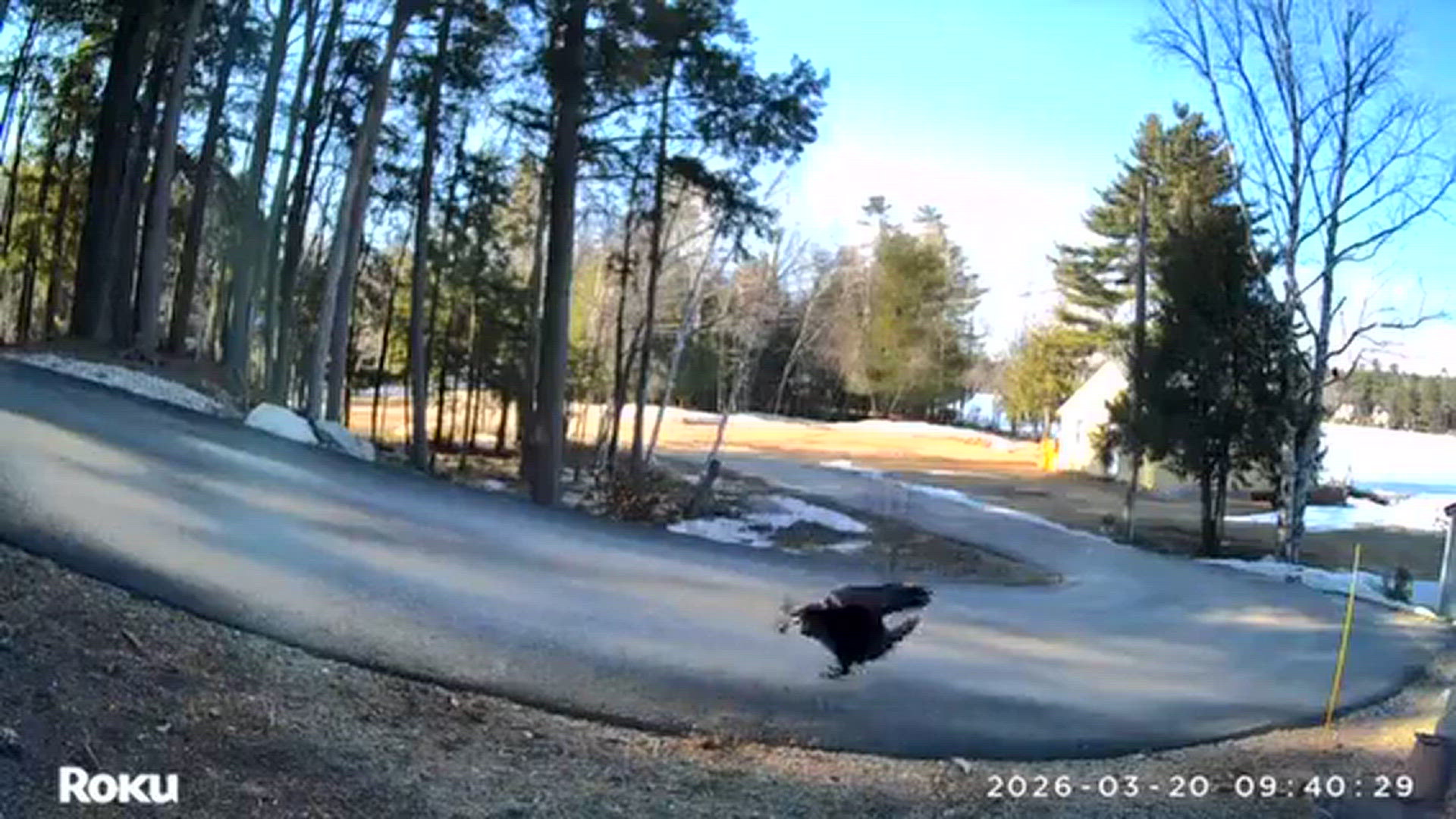 A raven named Hoppy for this very reason