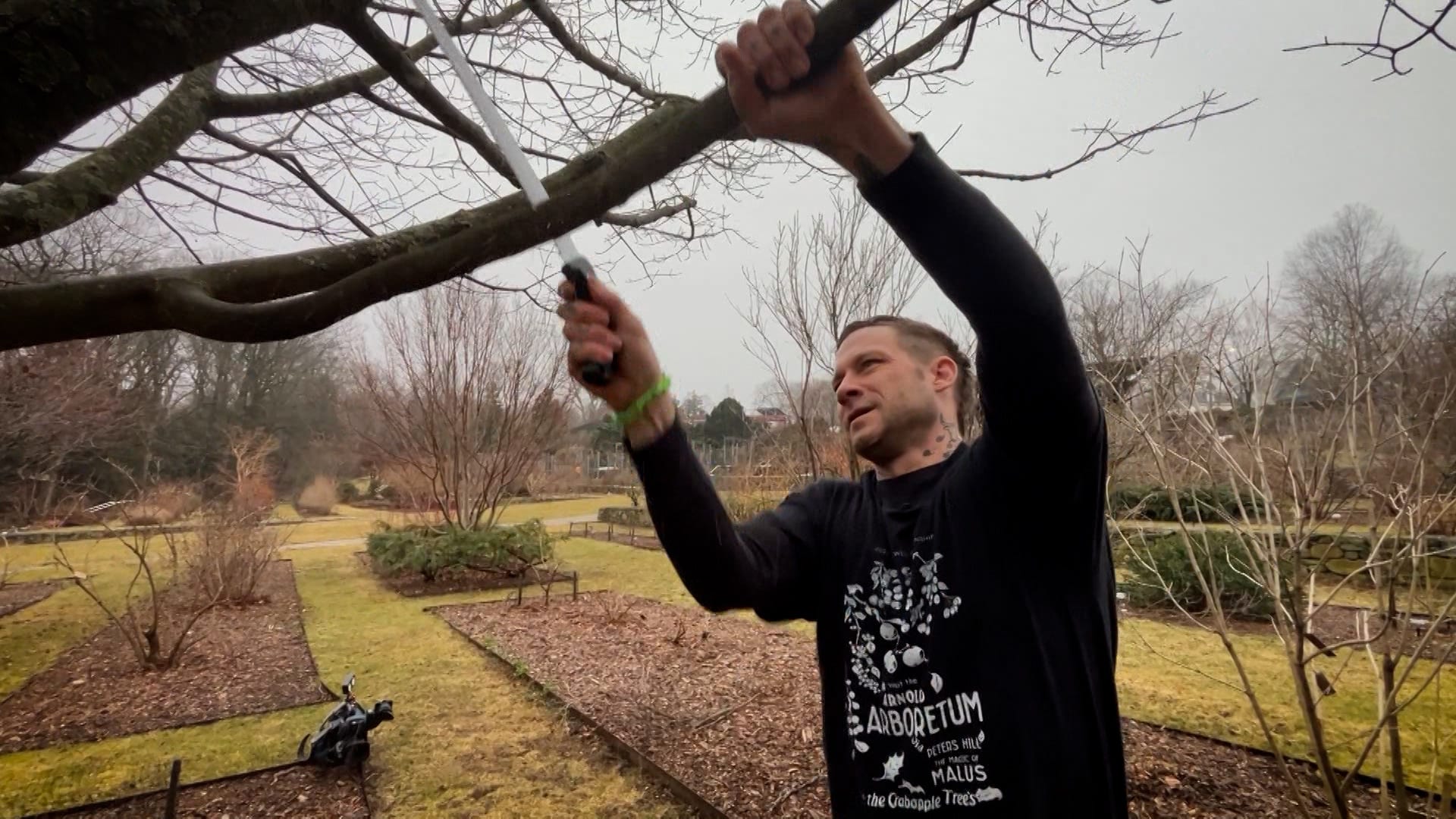 Protect trees: how to prune without spreading disease