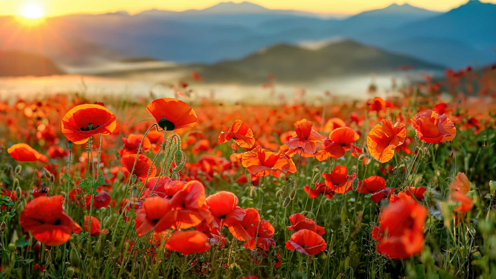 Where to see the best flower fields in the US right now