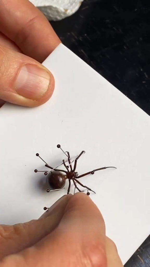 Preserving my pet black widow spider explained