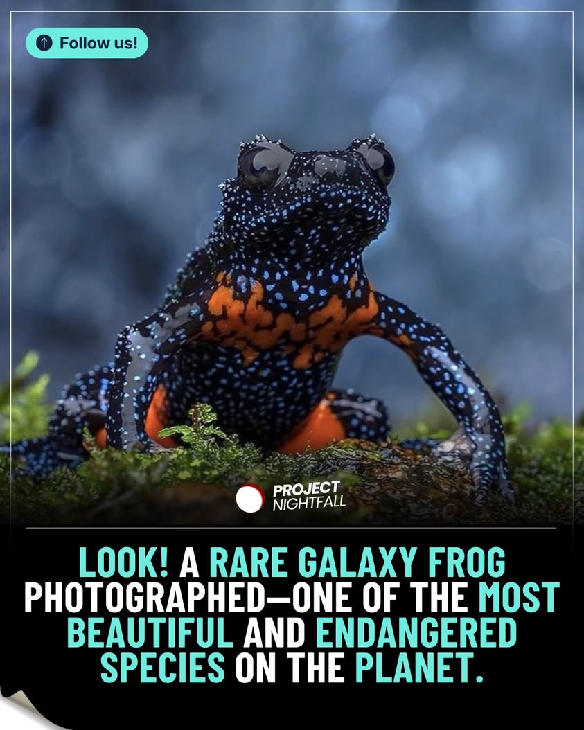 Galaxy frog: Returned from the dead, only to be killed again by human hands