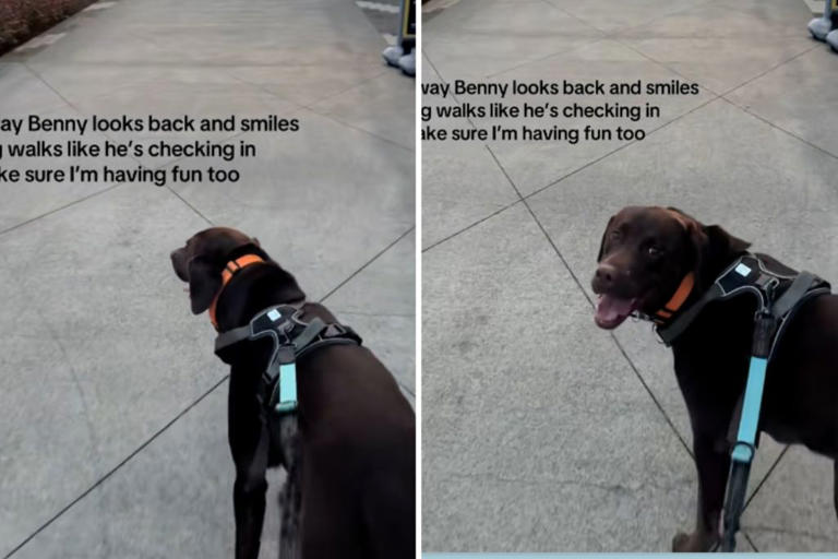 Internet not prepared for what chocolate lab does for owner on every walk