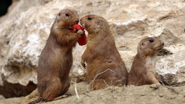 7 protected animals you can’t legally remove from your yard