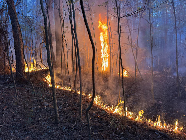 Update: Brush fire on Sunny Drive burns more than 16 acres in Chatham ...