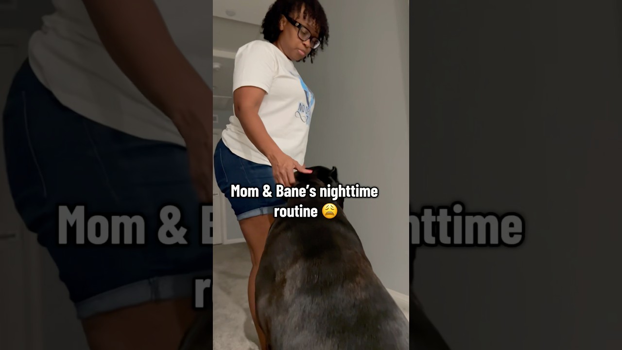Nighttime routine in a household with giant breed dogs