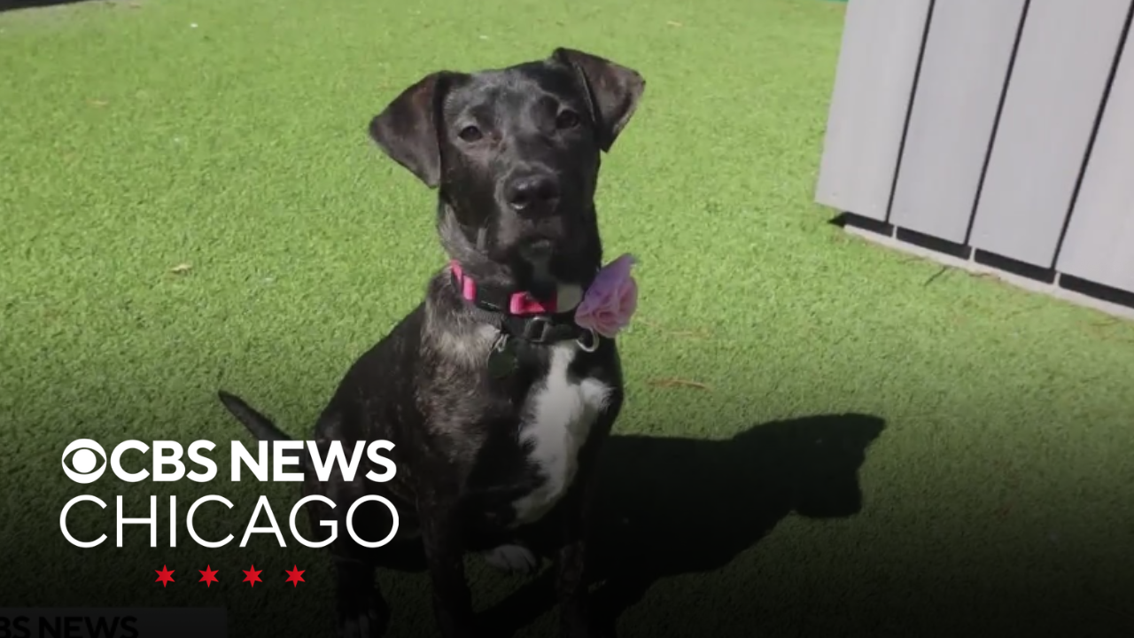 PAWS Chicago pet of the week: Lenore
