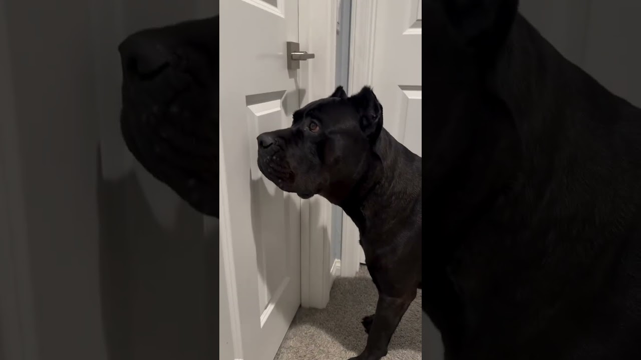 Giant dog exiled from the room for being a little thief