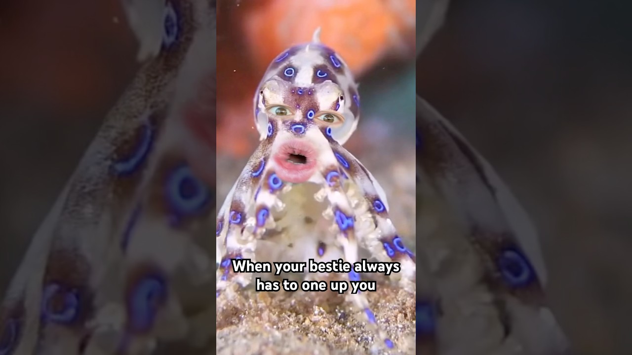 What it would be like if your best friend were an octopus