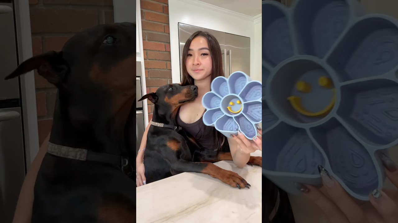 See the daily feeding routine we have for our needy Doberman toddler
