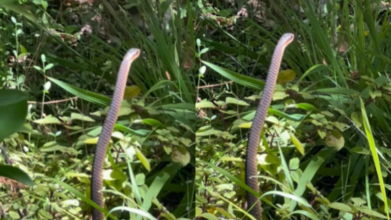 Is it dancing? Amused internet reacts to video of highly venomous snake ...