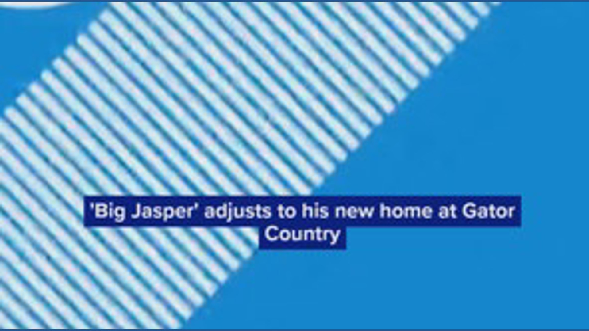 'Big Jasper' adjusts to his new home at Gator Country