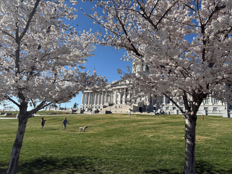 Yoshino cherry trees blossom at Utah State Capitol, a symbol of spring