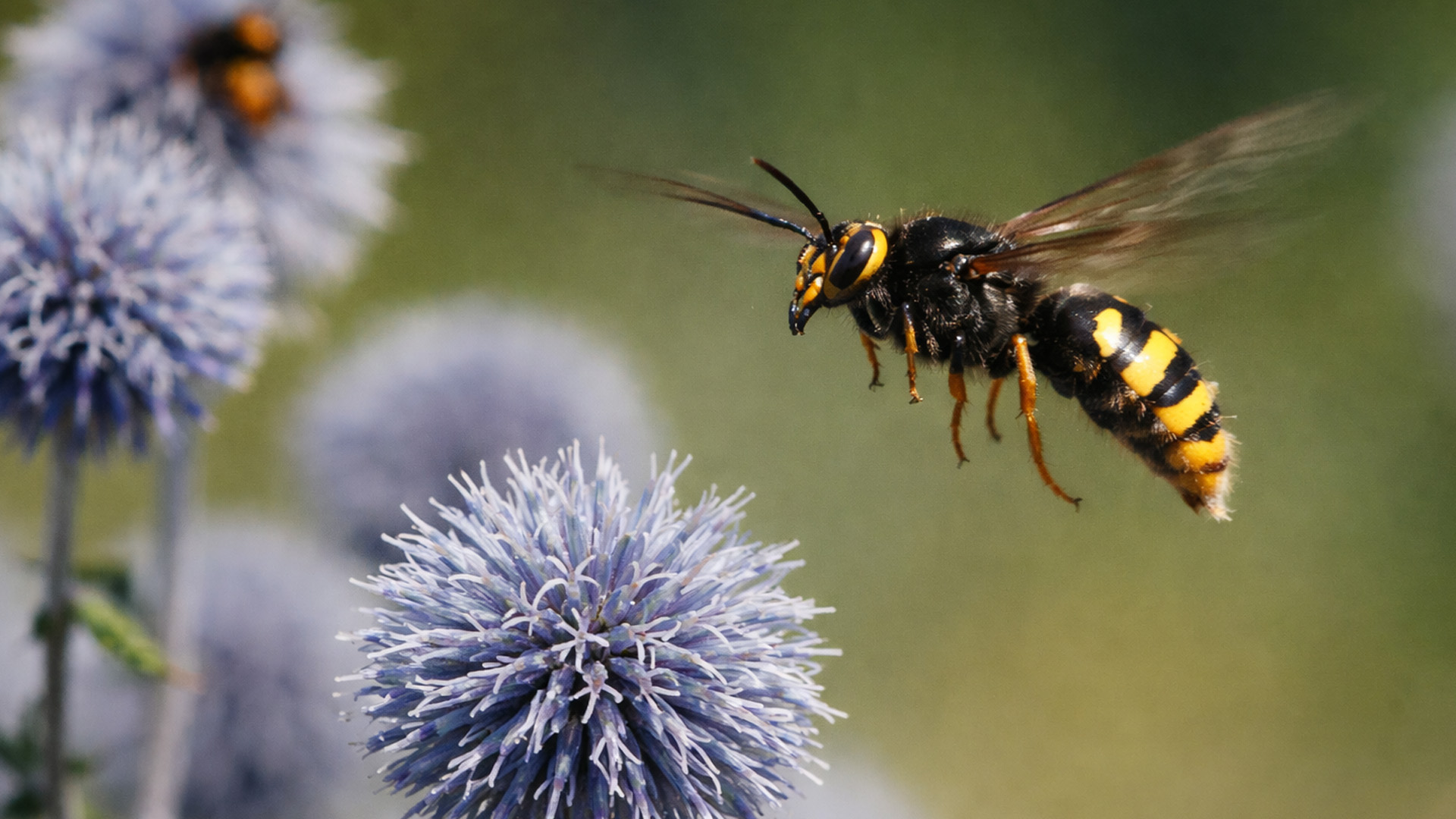 Ce qu'une caméra a révélé dans une prairie en fleurs