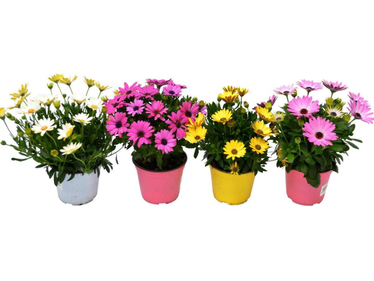 Video – Offerte OBI primavera: le piante perfette per balconi al sole ...