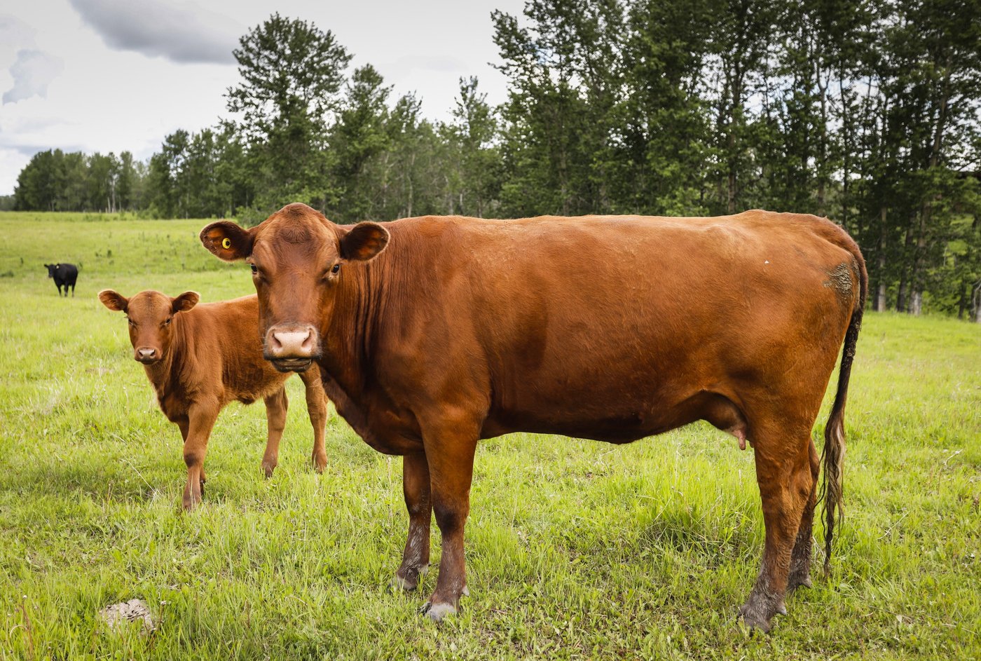 Cattle producers push back as NB moves to end provincially run ...