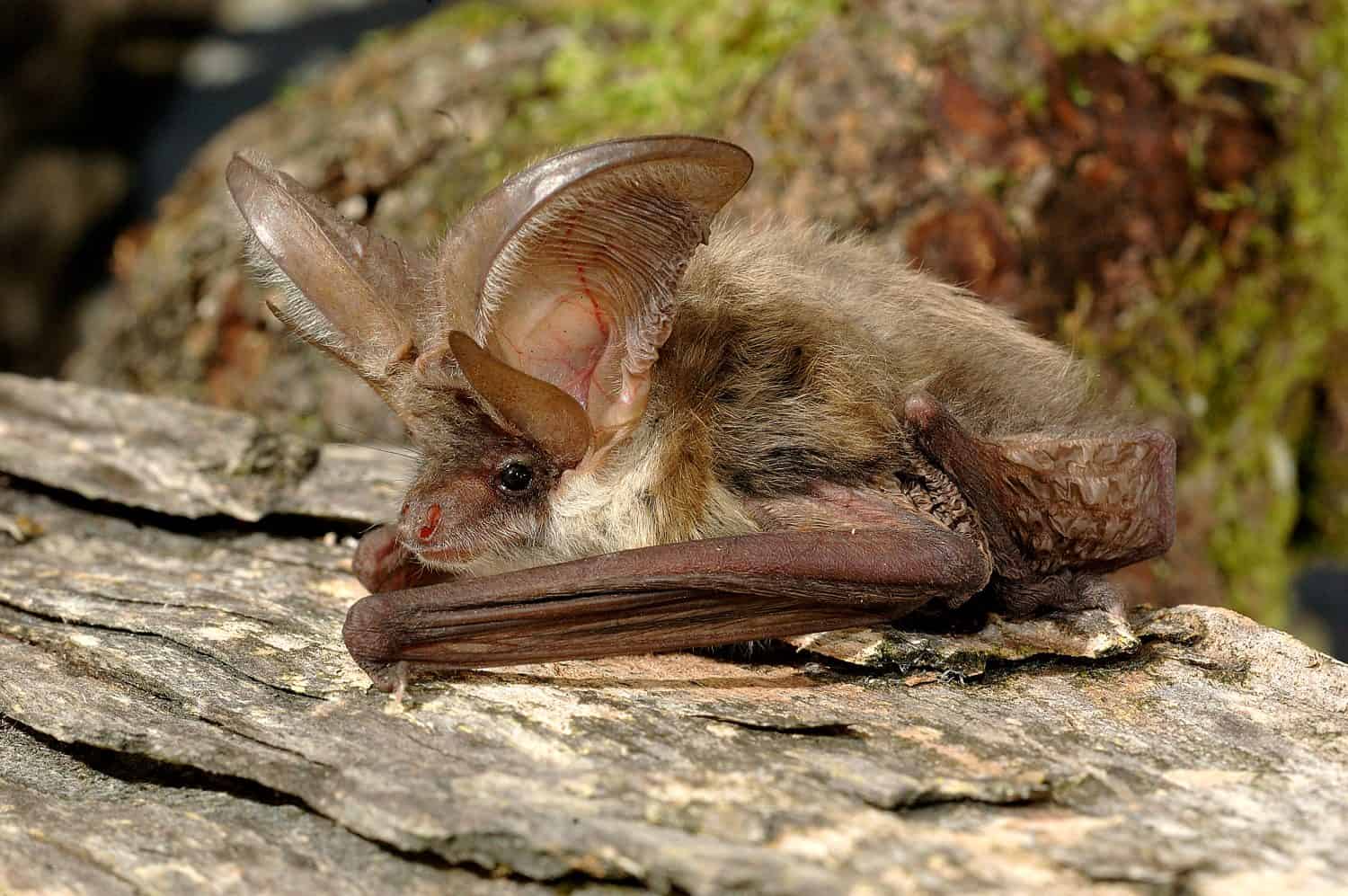 Bats are waking up in March—here’s what you need to know