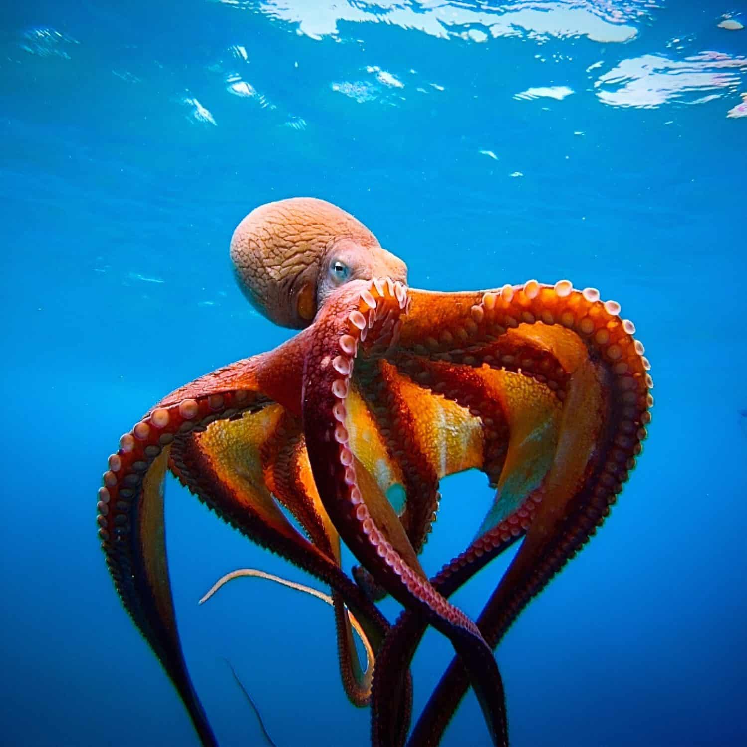 The most unexpected climbers in the animal kingdom