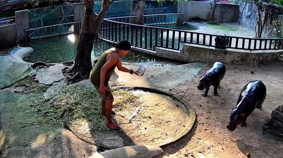 Thailandia: uomo entra nel recinto del cucciolo-star dello zoo per fare ...