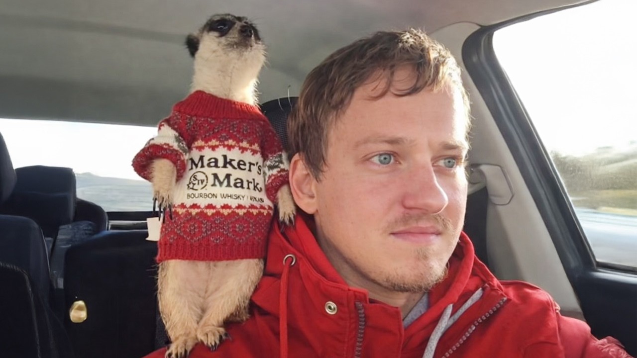 Joyful animals and kind humans belong together forever