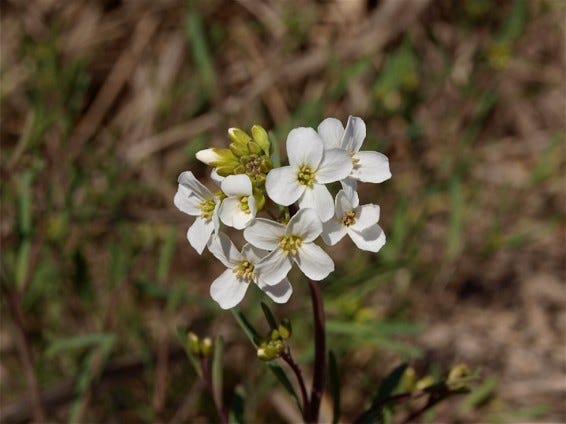 See which birds and plants you can find around Erie in the spring