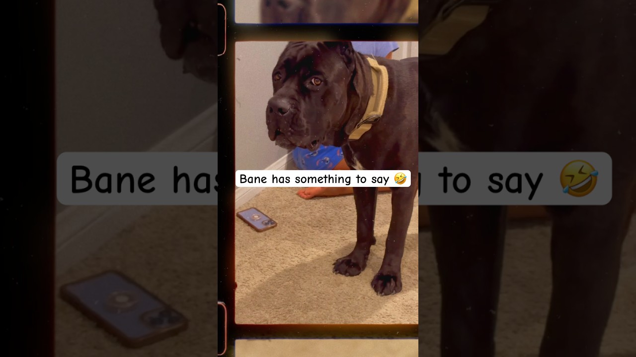 Giant dog has plenty to say to his human owner
