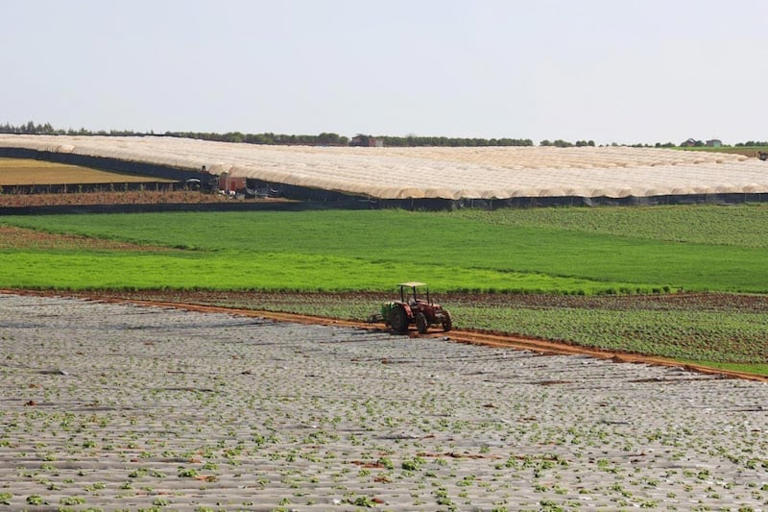 March rains lift farmer morale in Morocco’s agricultural hubs