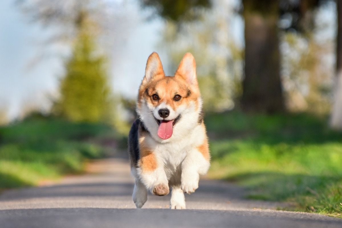 Corgi’s adorable hops of happiness are making everybody’s day