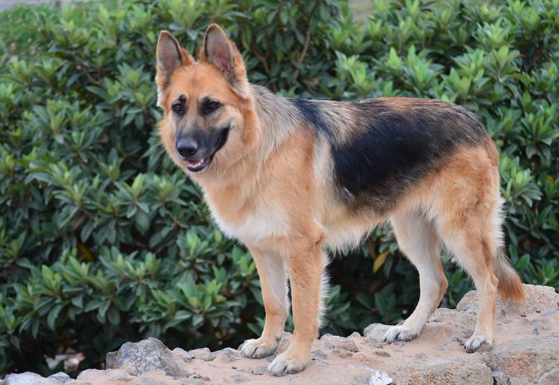 15 dog breeds that seem to predict what you're about to do next