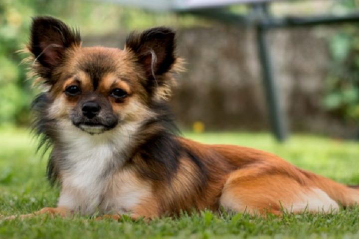 Chihuahua é sinônimo de coragem, energia e muita lealdade