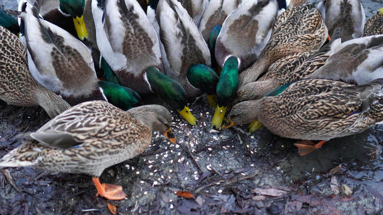 8 types of birds that love eating oats