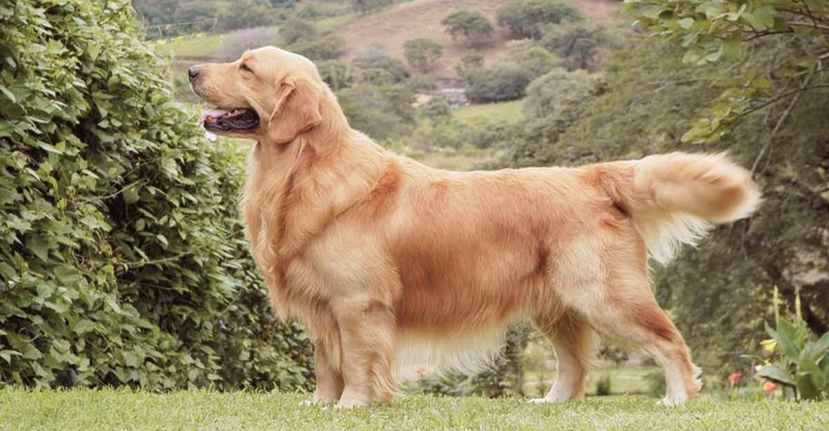 18 dog breeds that behave one way in the morning and another by evening