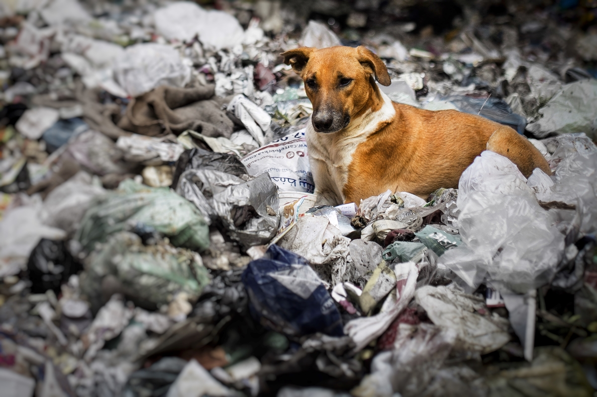 He followed a stray dog to a trash pile. What he found inside will melt ...