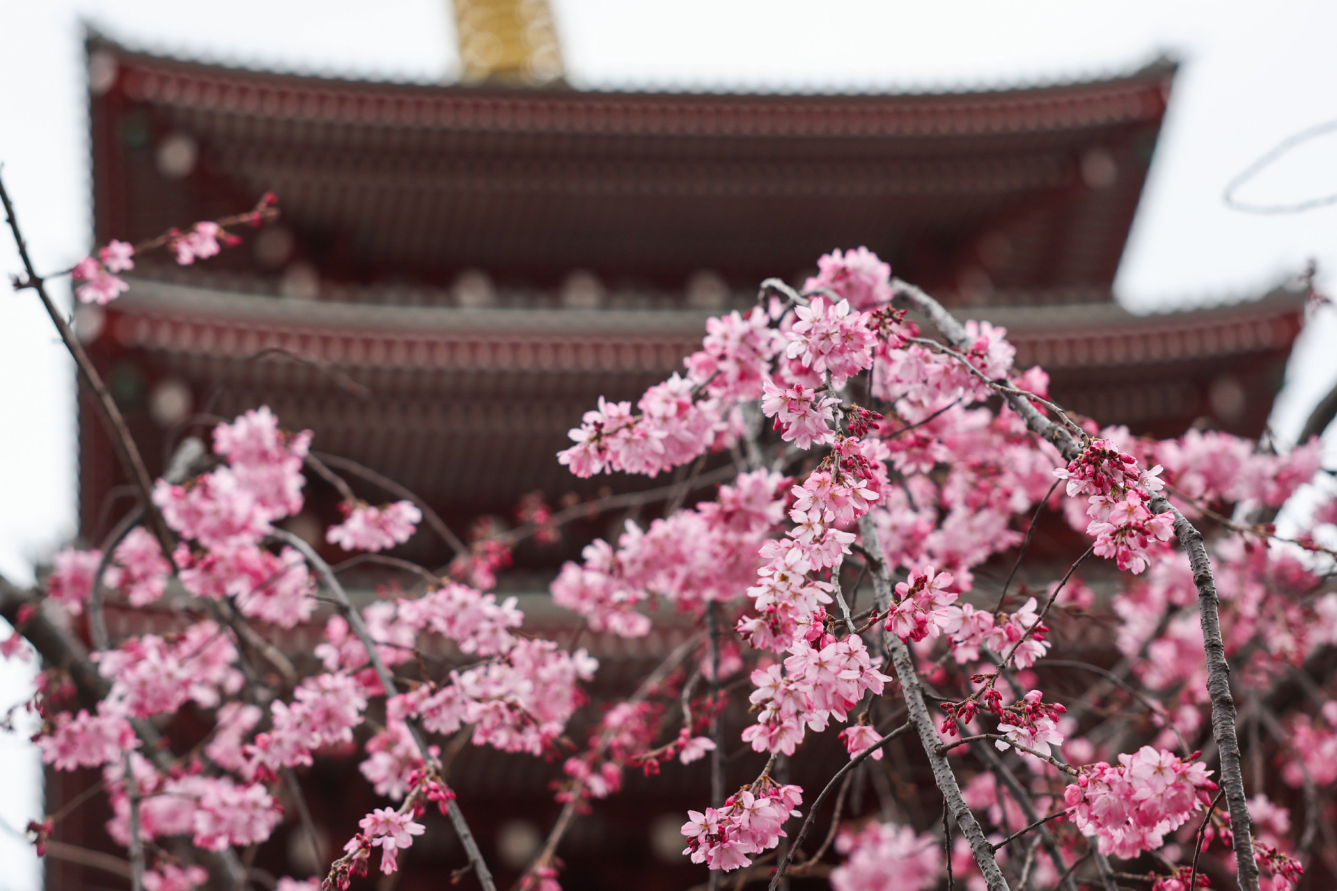The beauty of spring around the world