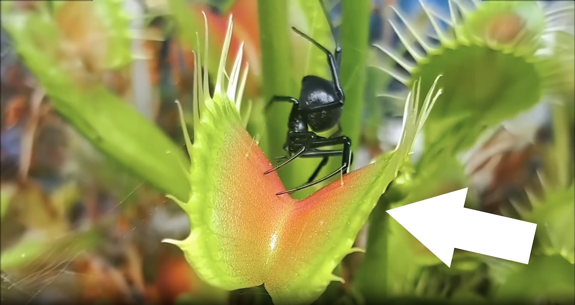 I tested a black widow vs. a venus flytrap! 🕷️🌱