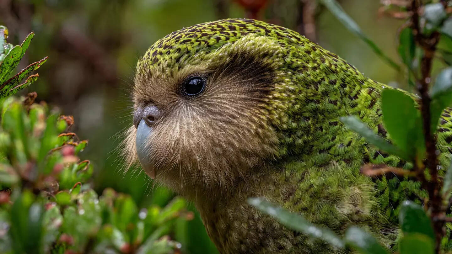 The world’s heaviest parrot and its unique lifestyle