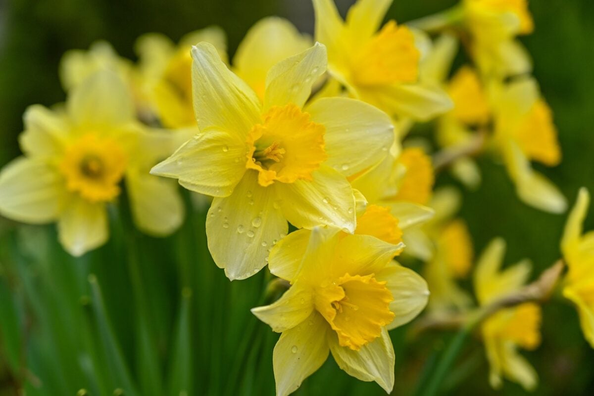 Vuoi un giardino pieno di fiori? Da IKEA porti la primavera a casa con ...