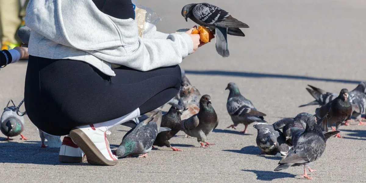 Why you never see baby pigeons – and where they actually are