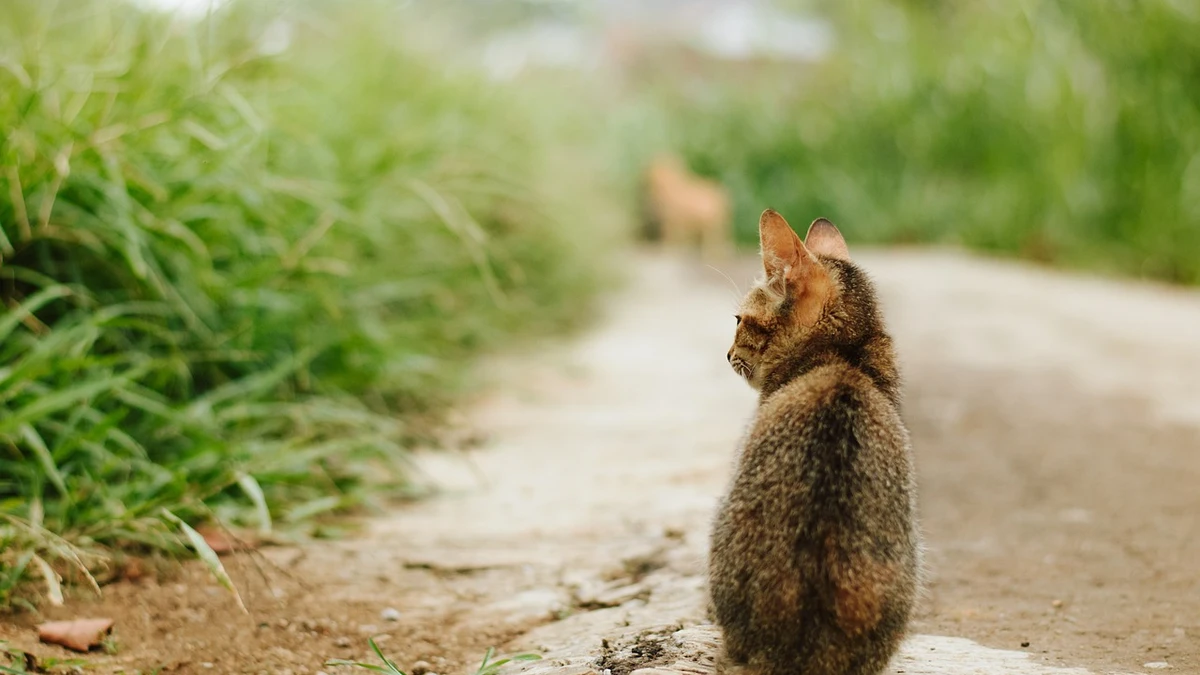 El insólito caso del gato que cruza “ilegalmente” la frontera entre EE ...