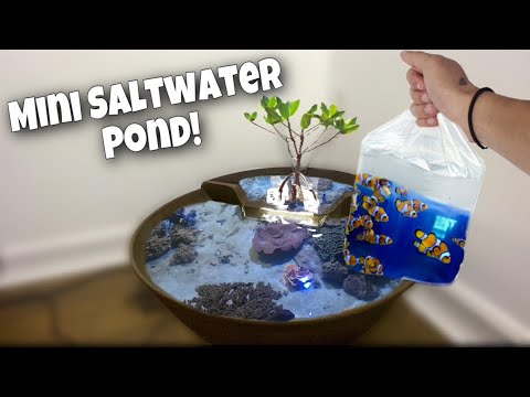 Nemo fish only mini saltwater pond!